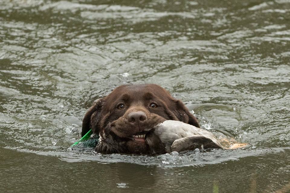 Queijeiro Chilleini Orozco JH WC Empress Labrador Retrievers Illinois