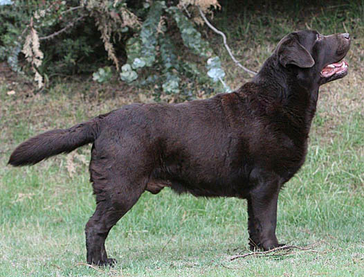 Queijeiro Chilleini Orozco JH WC Empress Labrador Retrievers Illinois