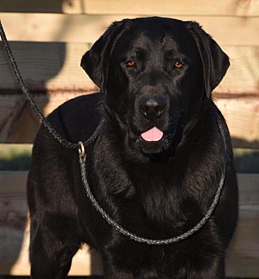 Empress Flicker of Hope Labrador Retrievers Illinois