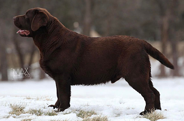 Empress Queijeiro O'Henry Labrador Retrievers Illinois